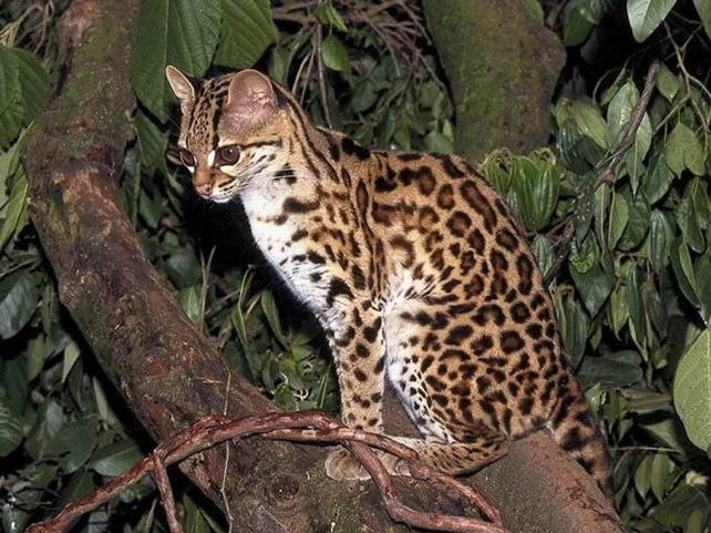 Ocelot velký (Leopardus pardalis) | ChovZvířat.cz