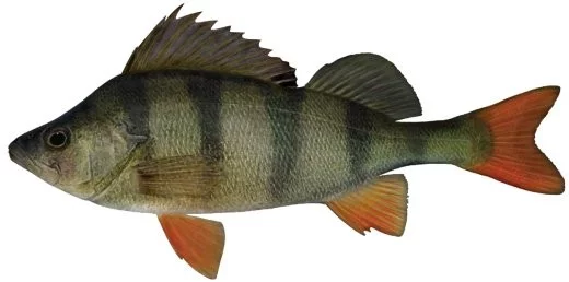 Okoun říční (Perca fluviatilis) | ChovZvířat.cz