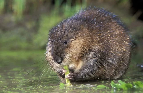 Ondatra pižmová (Ondatra zibethicus) | ChovZvířat.cz