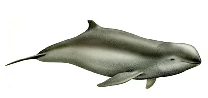 Orcela tuponosá (Orcaella brevirostris) | ChovZvířat.cz