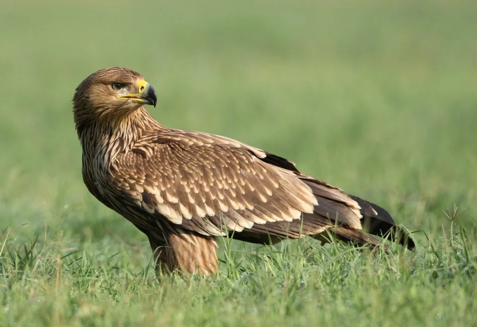 Orel královský (Aquila heliaca) | ChovZvířat.cz