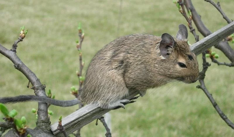Osmák degu (Octodon degus) | ChovZvířat.cz