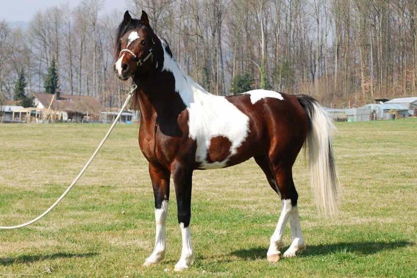 Paint Horse (Equus ferus caballus) | ChovZvířat.cz