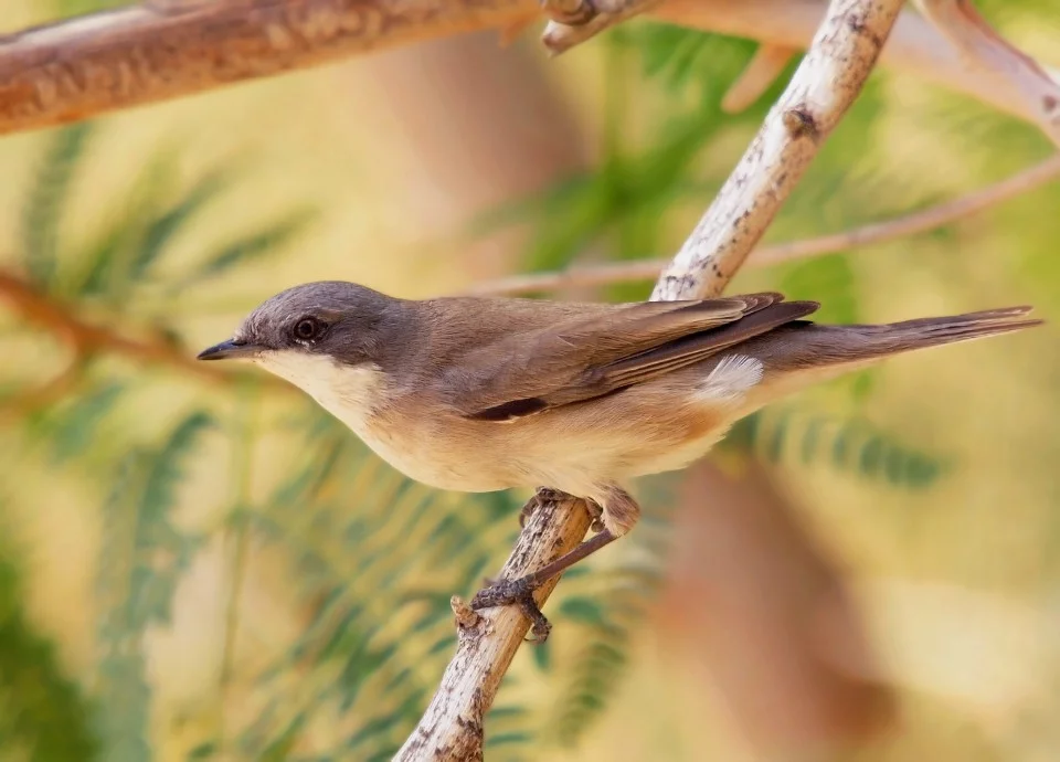 Pěnice pokřovní (Sylvia curruca) | ChovZvířat.cz