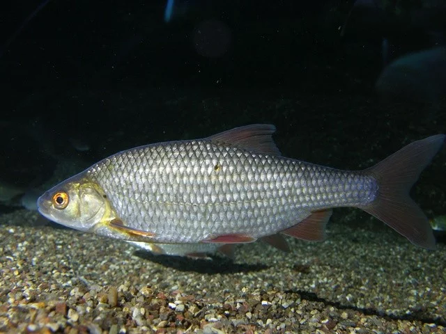 Plotice obecná (Rutilus rutilus) | ChovZvířat.cz