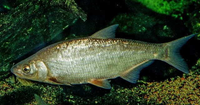 Podoustev nosák (Vimba vimba) | ChovZvířat.cz
