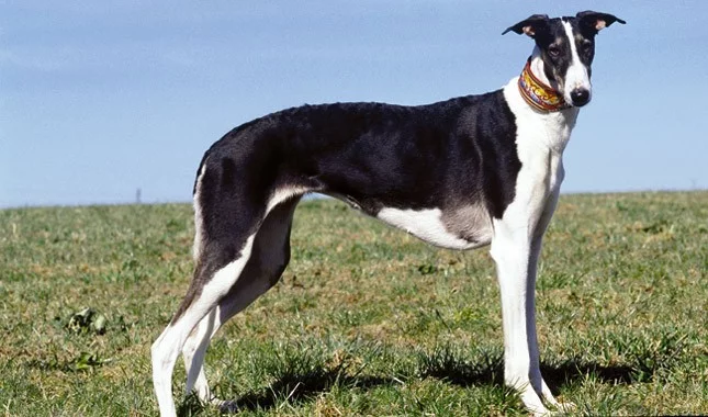 Polský chrt (Chart Polski) | ChovZvířat.cz