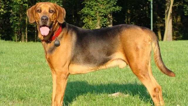 Polský ogar (Polski ogar) | ChovZvířat.cz