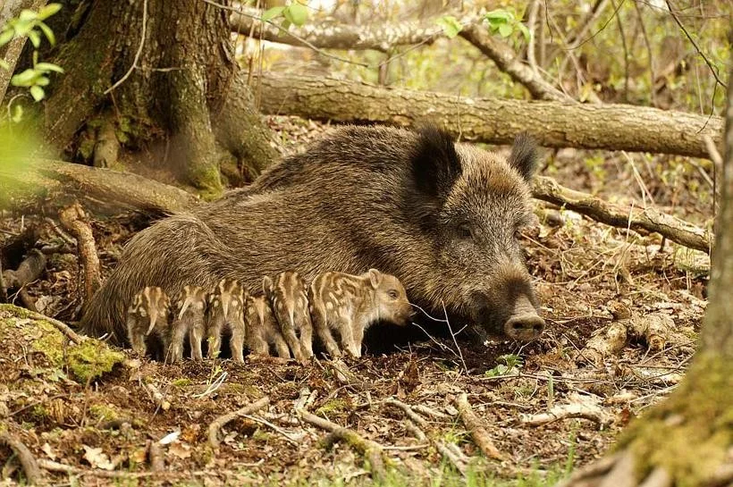 Prase divoké (Sus scrofa) | ChovZvířat.cz