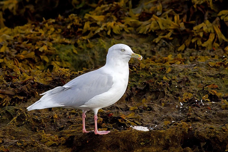 Racek bělokřídlý (Larus glaucoides) | ChovZvířat.cz