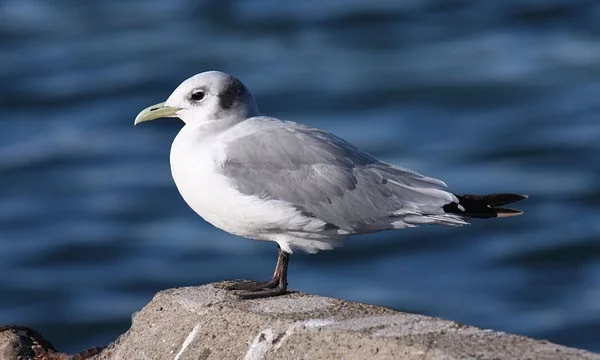 Racek tříprstý (Rissa tridactyla) | ChovZvířat.cz