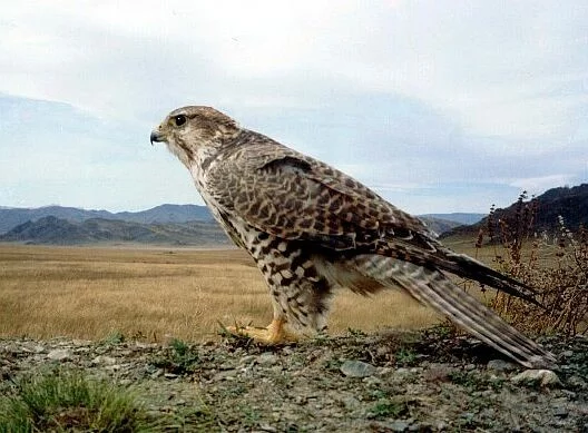 Raroh velký (Falco cherrug) | ChovZvířat.cz