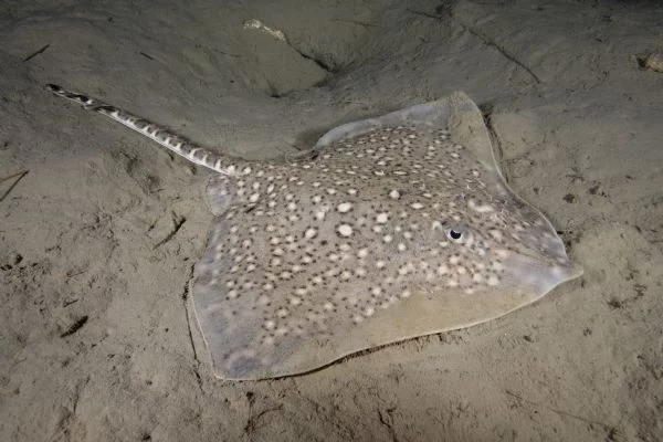 Rejnok ostnatý (Raja clavata) | ChovZvířat.cz