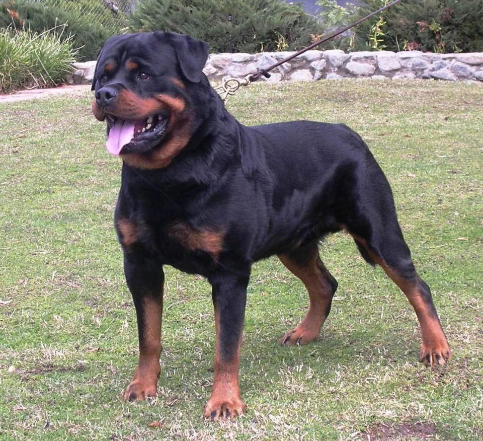 Rotvajler (Rottweiler) | ChovZvířat.cz