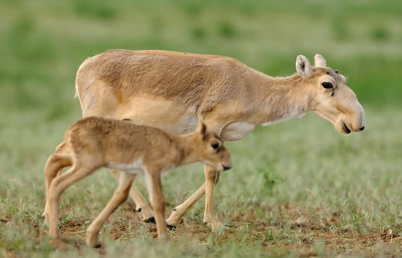 Sajga tatarská (Saiga tatarica tatarica) | ChovZvířat.cz