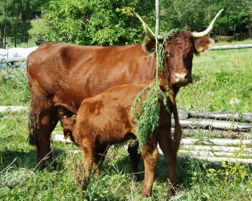 Salerský skot (Bos primigenius taurus) | ChovZvířat.cz