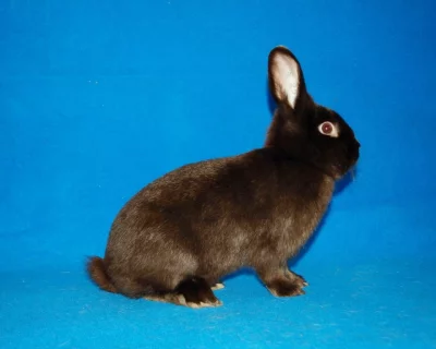 Králíci | ChovZvířat.cz