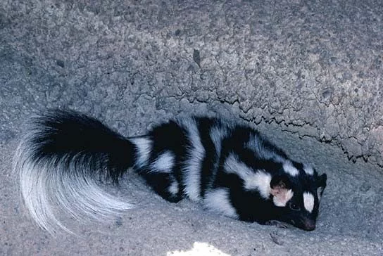 Skunk skvrnitý (Spilogale putorius) | ChovZvířat.cz