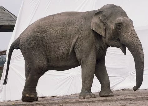 Slon indický (Elephas maximus) | ChovZvířat.cz