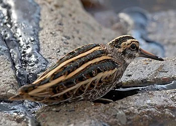 Slučka malá (Lymnocryptes minimus) | ChovZvířat.cz