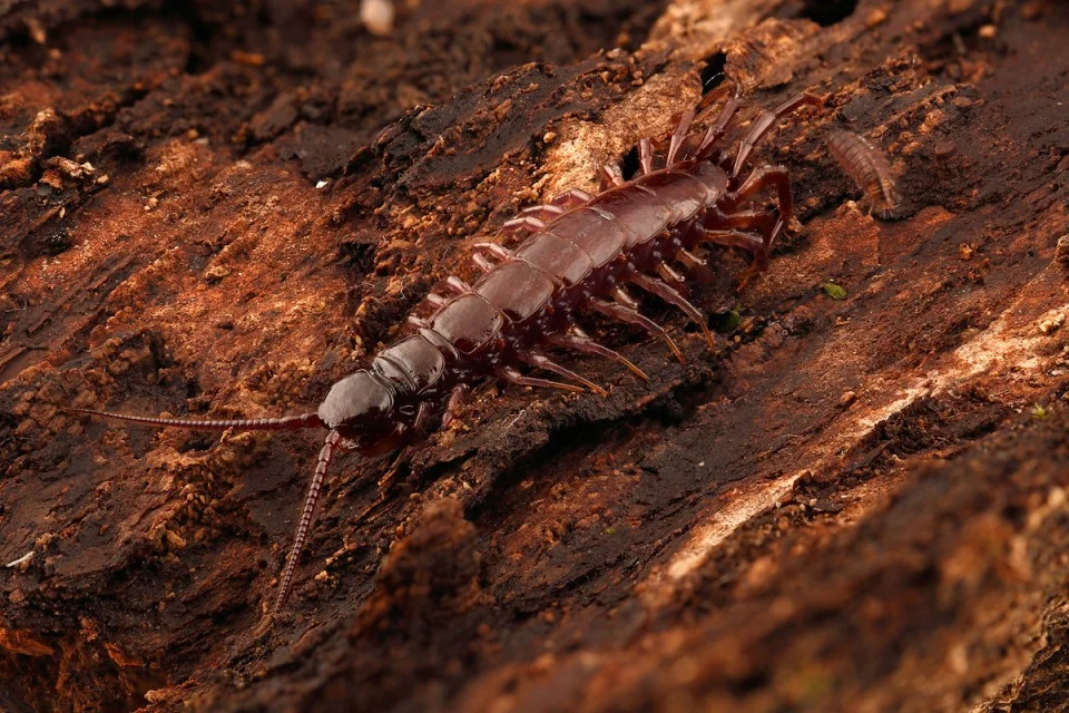 Stonožka škvorová (Lithobius forficatus) | ChovZvířat.cz