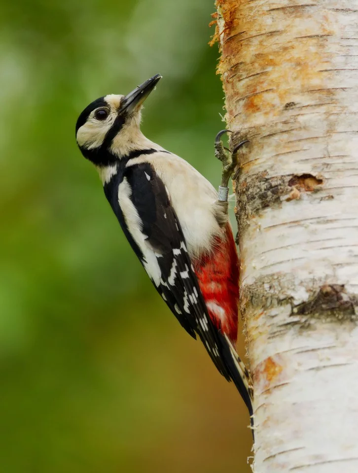 Strakapoud velký (Dendrocopos major) | ChovZvířat.cz
