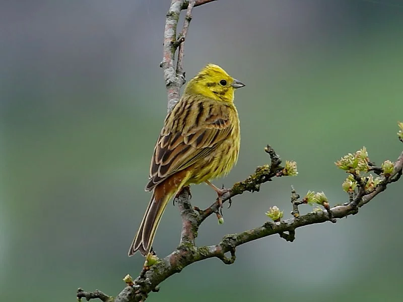 Strnad obecný (Emberiza citrinella) | ChovZvířat.cz