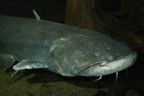 Sumec velký (Silurus glanis) | ChovZvířat.cz