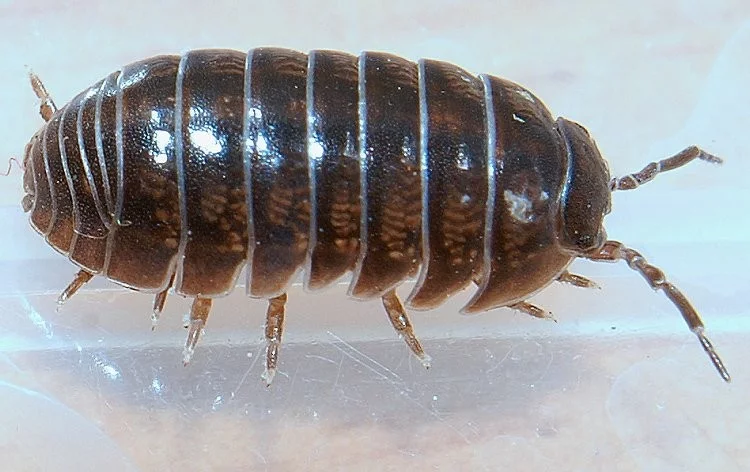 Svinka obecná (Armadillidium vulgare) | ChovZvířat.cz