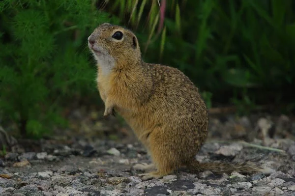 Sysel obecný (Spermophilus citellus) | ChovZvířat.cz