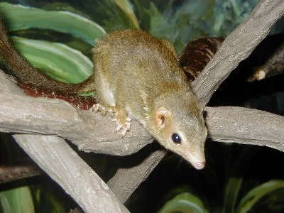 Tana malá (Tupaia minor) | ChovZvířat.cz