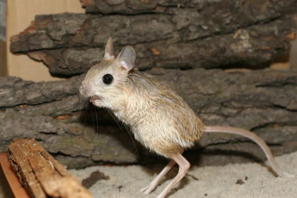 Tarbík egyptský (Jaculus jaculus) | ChovZvířat.cz