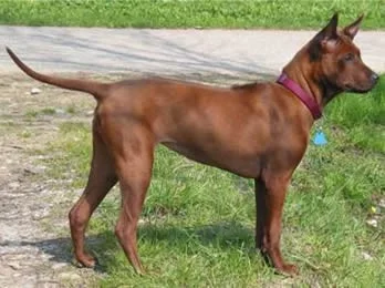Thajský ridgeback (Thailand-Ridgeback) | ChovZvířat.cz