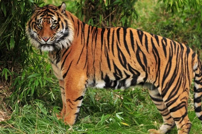 Tygr (Panthera tigris) | ChovZvířat.cz