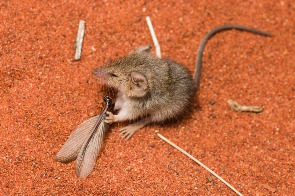 Vačínek wongai (Ningaui ridei) | ChovZvířat.cz