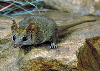 Vakomyš tučnoocasá (Pseudantechinus macdonnellensis) | ChovZvířat.cz