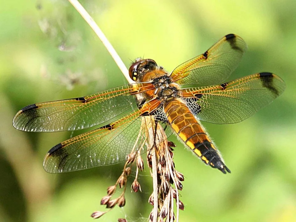 Vážka čtyřskvrnná (Libellula quadrimaculata) | ChovZvířat.cz