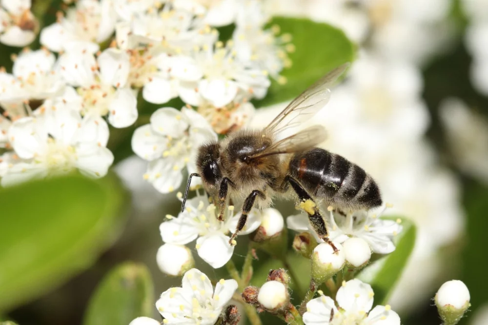 Včela medonosná tmavá (Apis mellifera mellifera) | ChovZvířat.cz