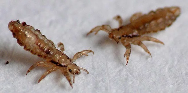 Veš dětská (Pediculus capitis) | ChovZvířat.cz