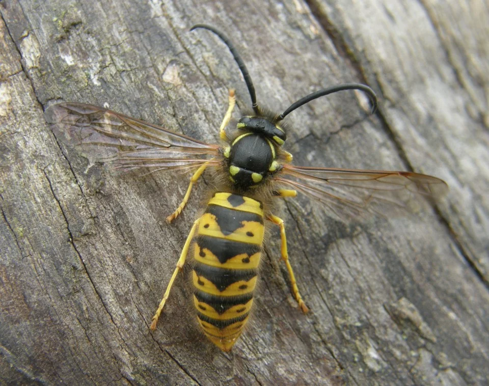 Vosa útočná (Vespula germanica) | ChovZvířat.cz