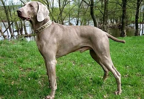 Výmarský ohař krátkosrstý (Weimaraner - Kurzhaar) | ChovZvířat.cz