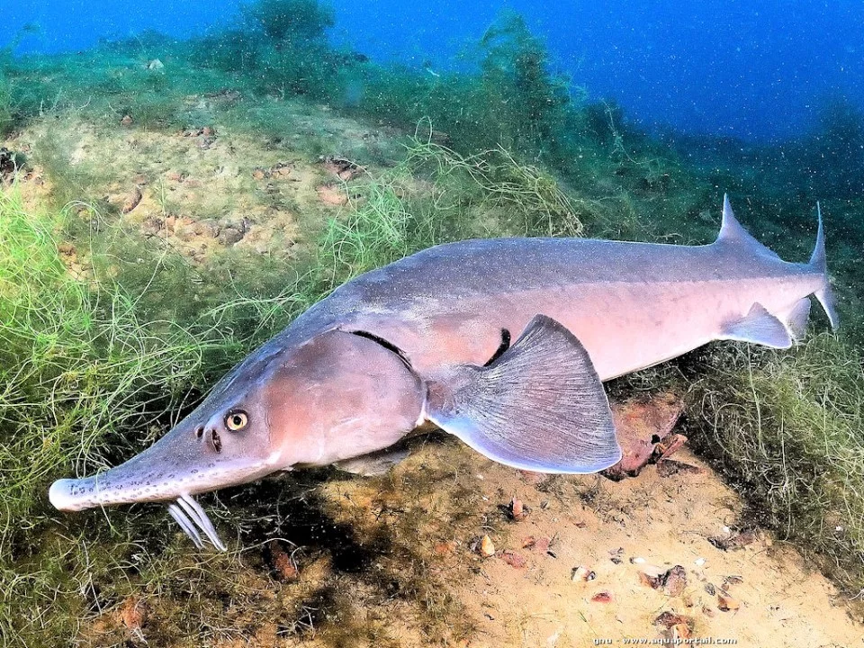 Vyza velká (Huso huso) | ChovZvířat.cz