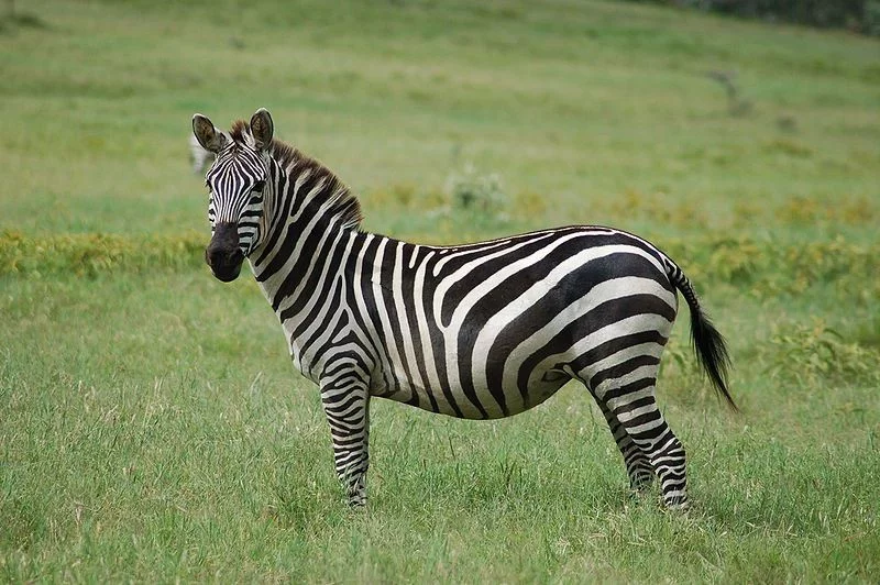 Zebra stepní (Equus quagga) | ChovZvířat.cz