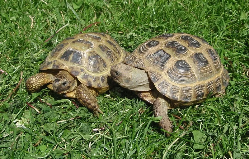 Želva čtyřprstá (Testudo horsfieldii) | ChovZvířat.cz