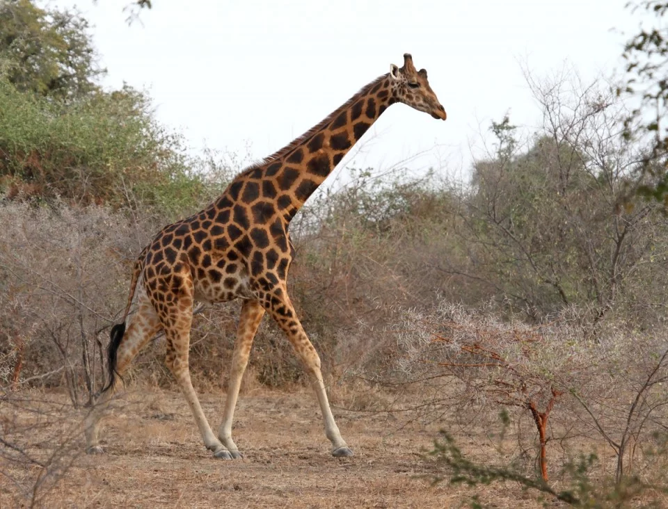 Žirafa (Giraffa) | ChovZvířat.cz