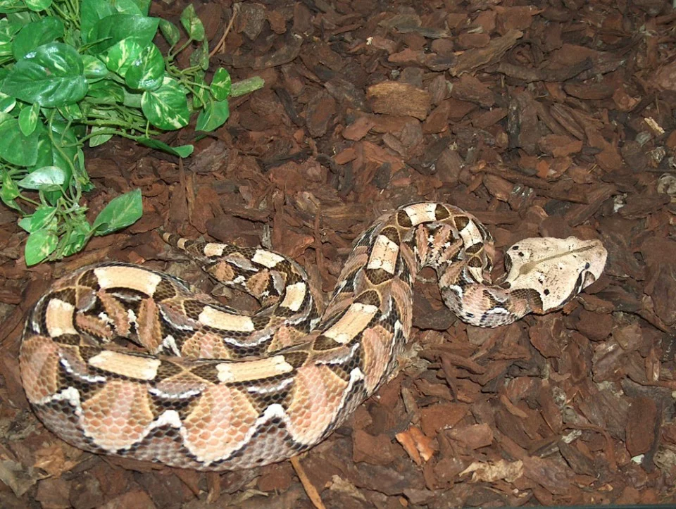 Zmije gabunská (Bitis gabonica) | ChovZvířat.cz